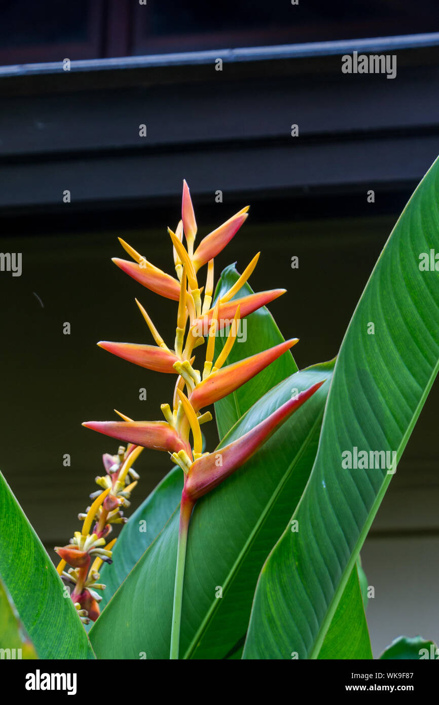 Colorful orange hybrid tropical strelitzia flowers with large lush ...