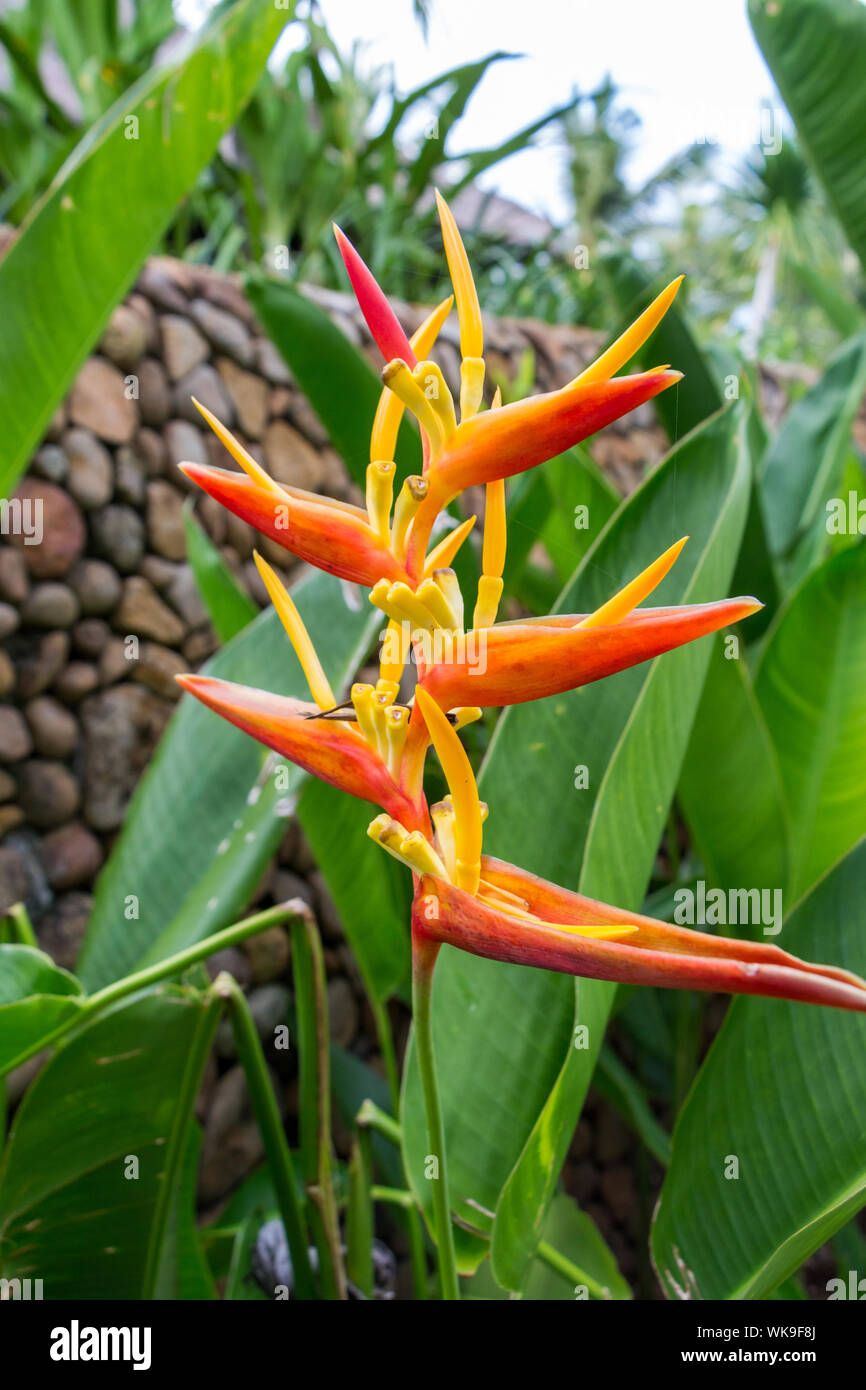 Colorful orange hybrid tropical strelitzia flowers with large lush ...