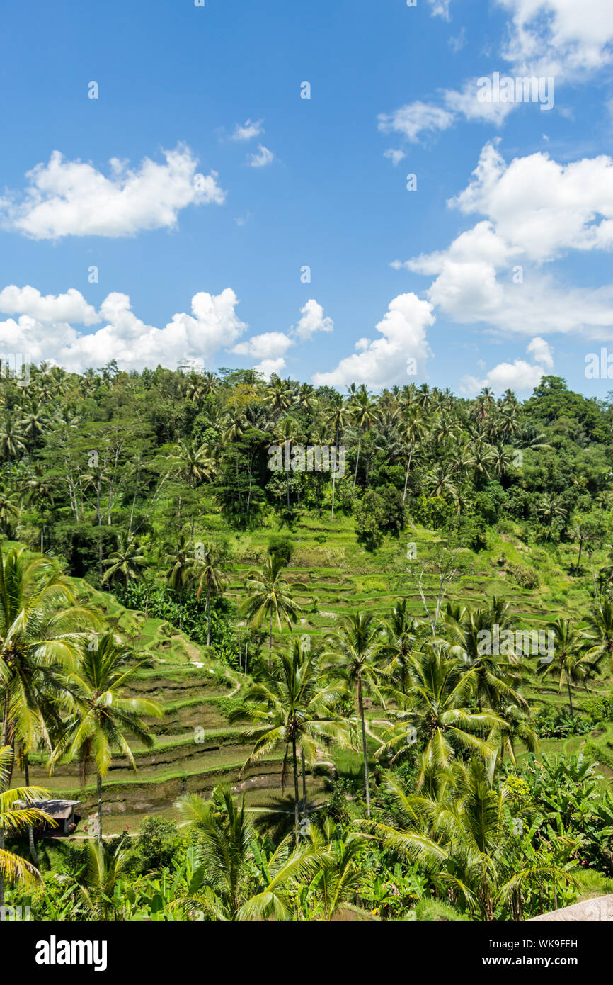Lush green terraced farmland in Bali Stock Photo - Alamy