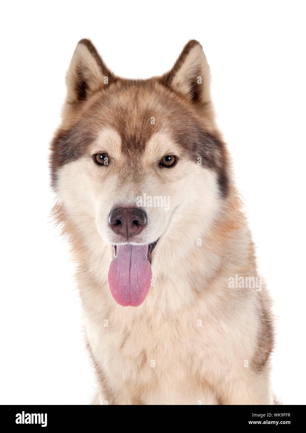 siberian husky in front of white background Stock Photo - Alamy