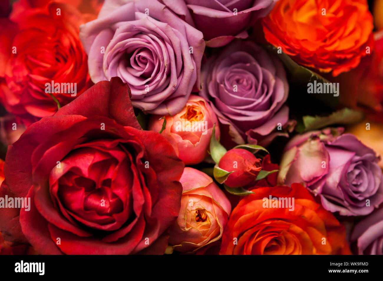 Bunches of colorful fresh roses in red, orange and lilac for sale at a ...