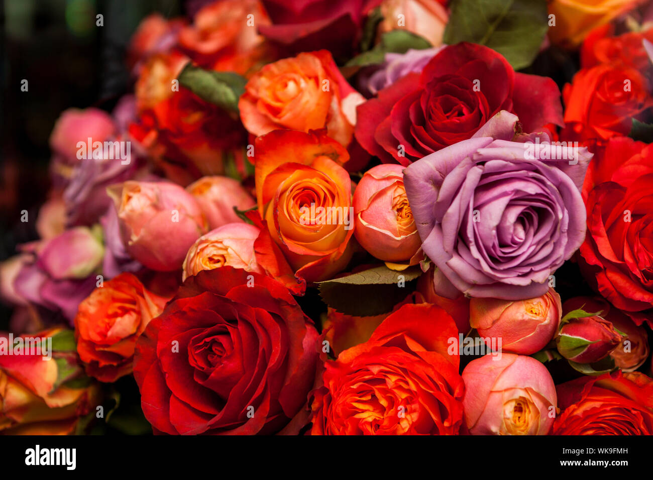 Bunches of colorful fresh roses in red, orange and lilac for sale at a ...