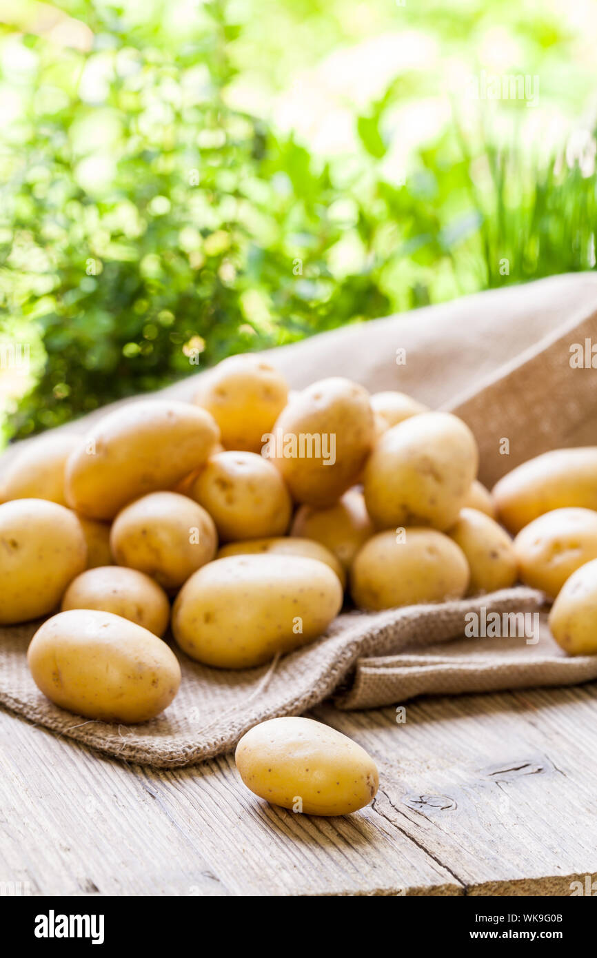 Farm fresh baby potatoes displayed on a hessian sack on a rustic wooden ...