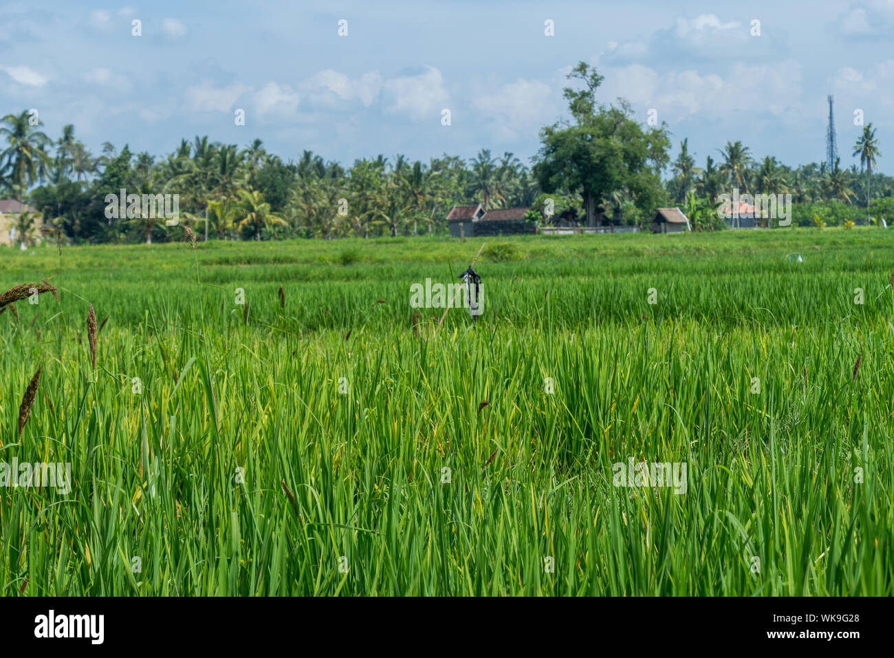 Lush green terraced farmland in Bali on a steep hillside with rice ...