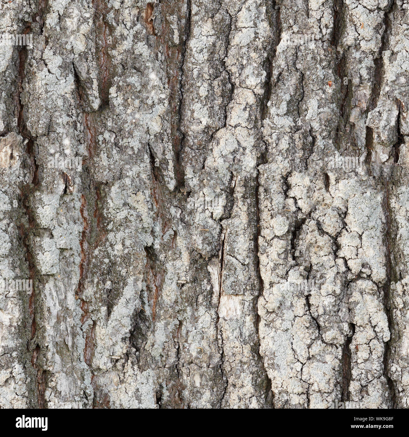 The seamless texture surface of the bark Stock Photo - Alamy