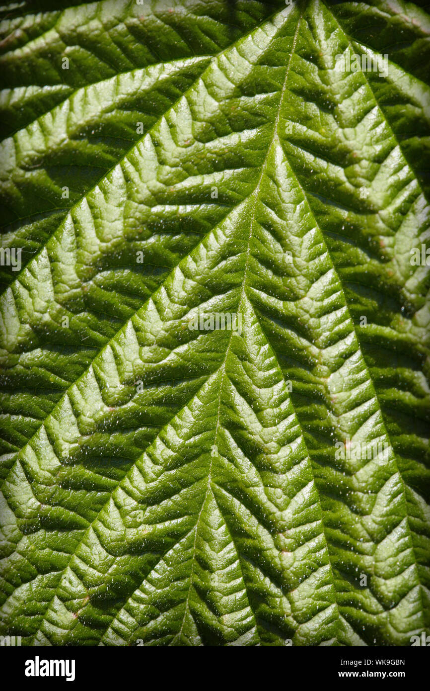The surface of green leaf - natural vegetation background Stock Photo ...