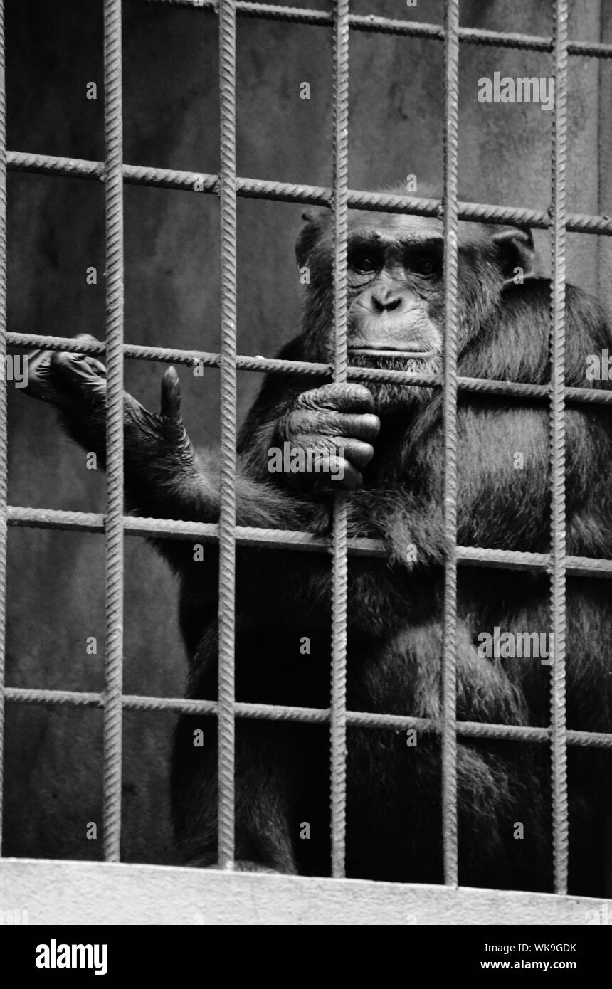 Chimpanzee cage hi-res stock photography and images - Alamy