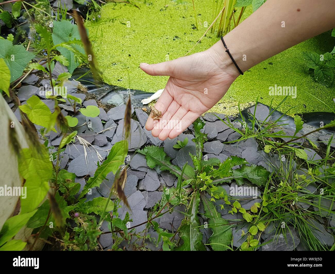 Frog holding leaf hi-res stock photography and images - Alamy