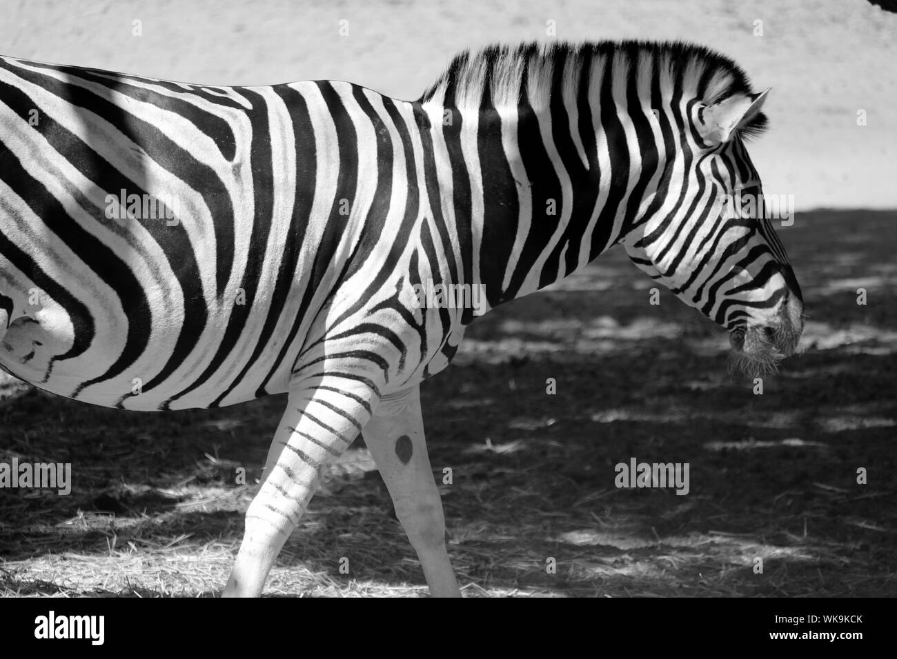 Zebra side view Black and White Stock Photos & Images - Alamy