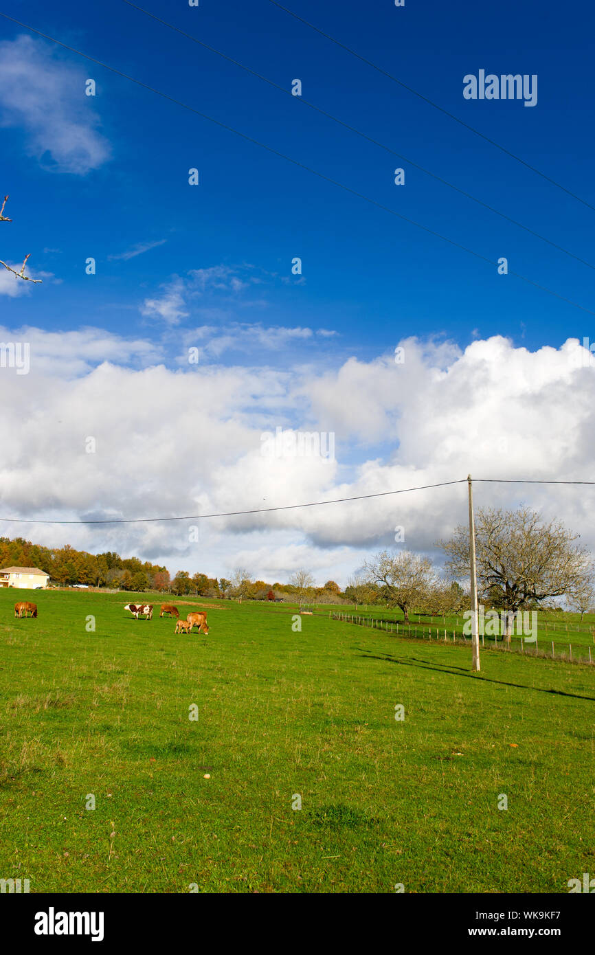Cattle French cows in landscape at the Dordogne in France Stock Photo ...