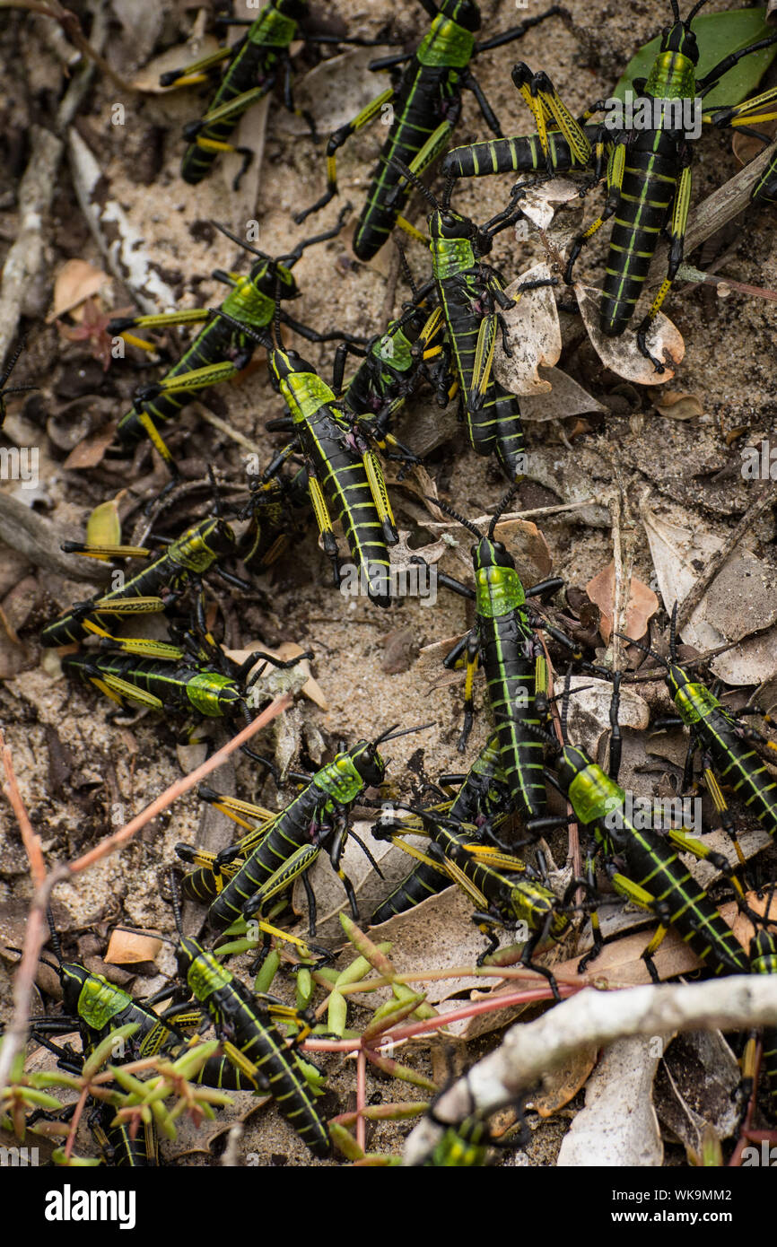 Insects on ground hi-res stock photography and images - Alamy