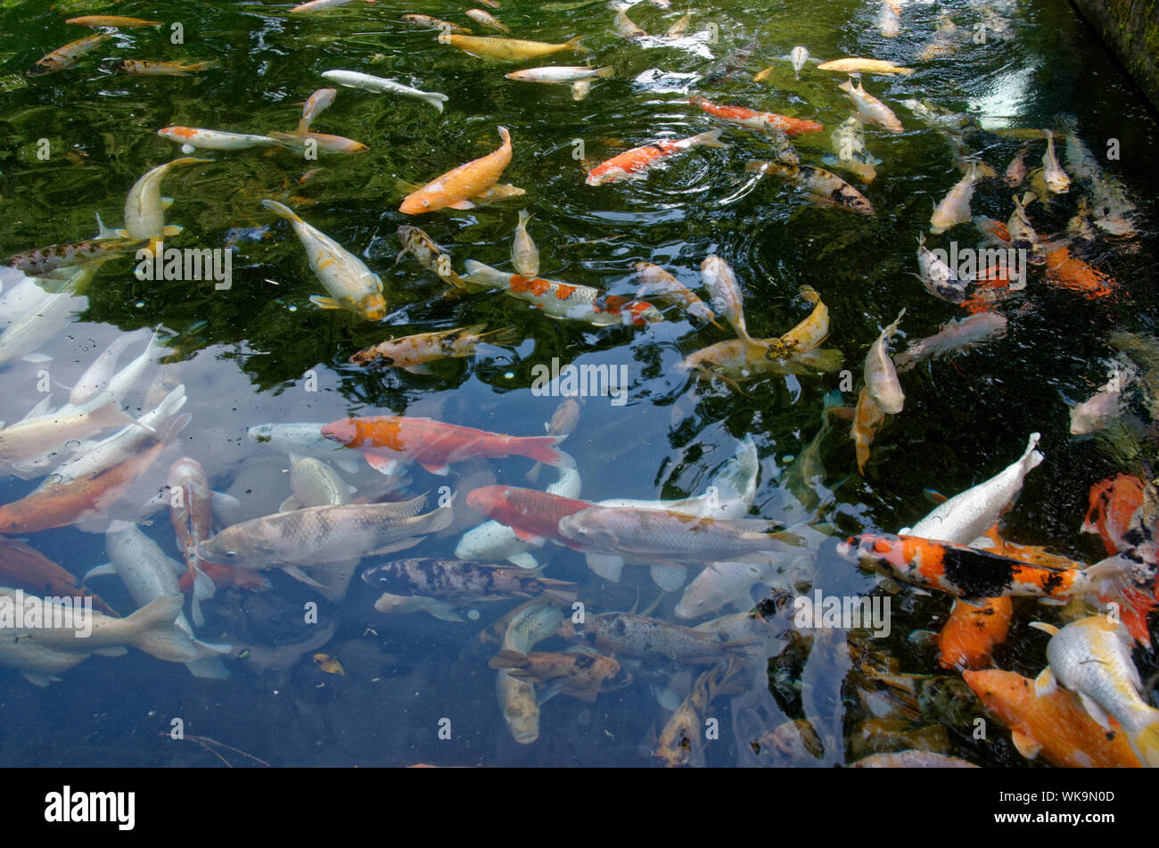 Koi fish in a pool at the Pura Tirta Empul, holy Spring Stemple, Ubud ...