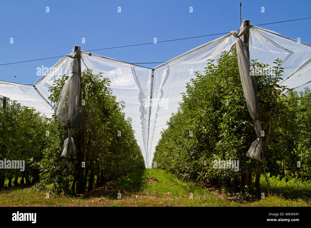 Crop protection net hi-res stock photography and images - Alamy