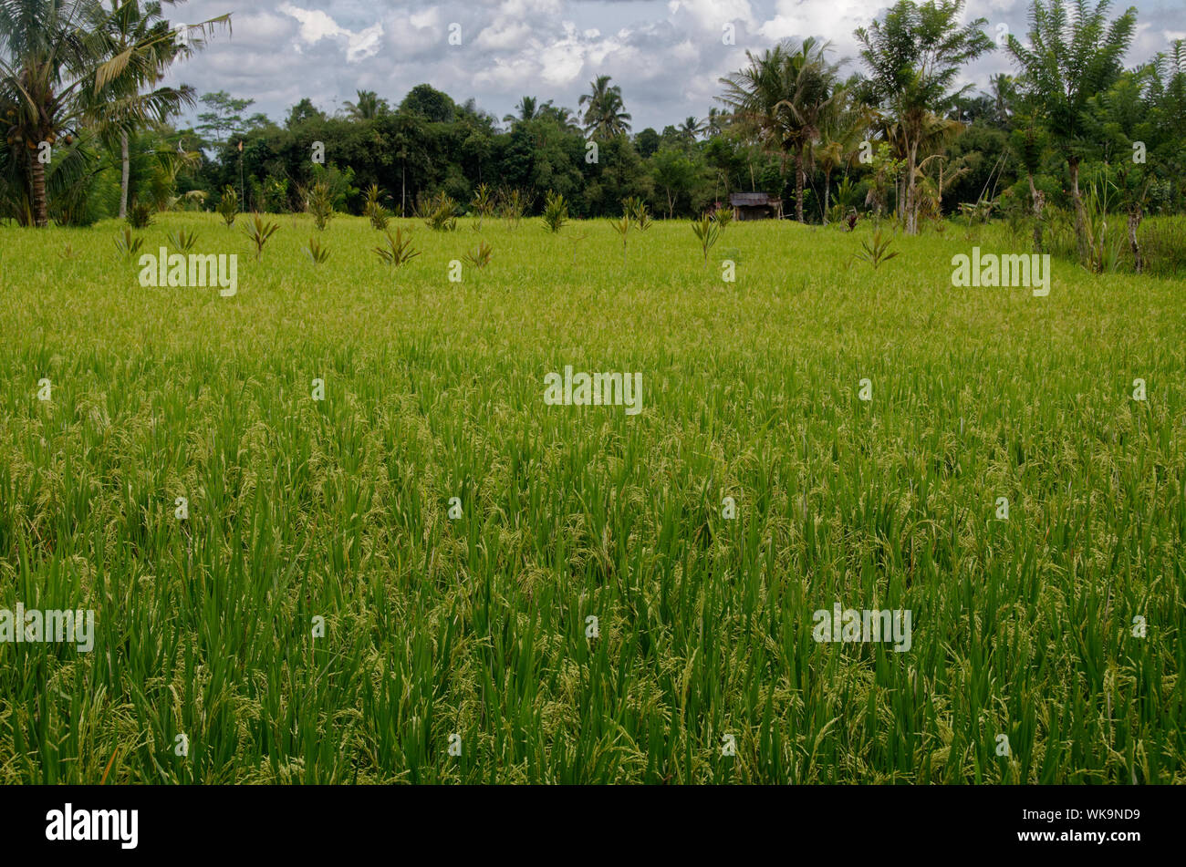 Balinese rice paddie hi-res stock photography and images - Alamy