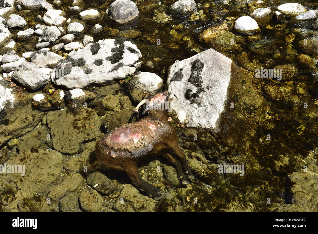 Dead Goat High Resolution Stock Photography and Images - Alamy