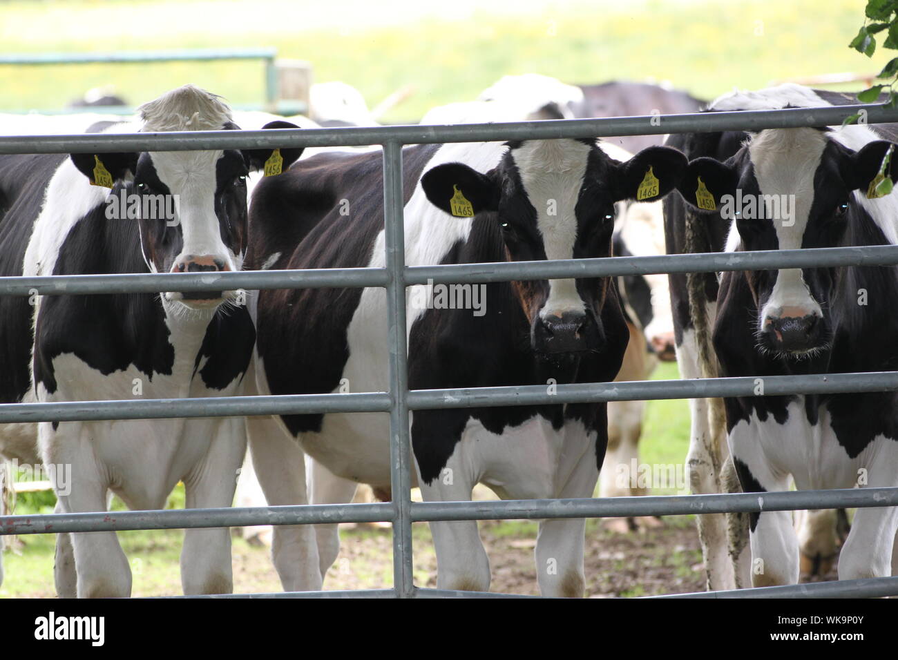 Three cows standing hi-res stock photography and images - Alamy
