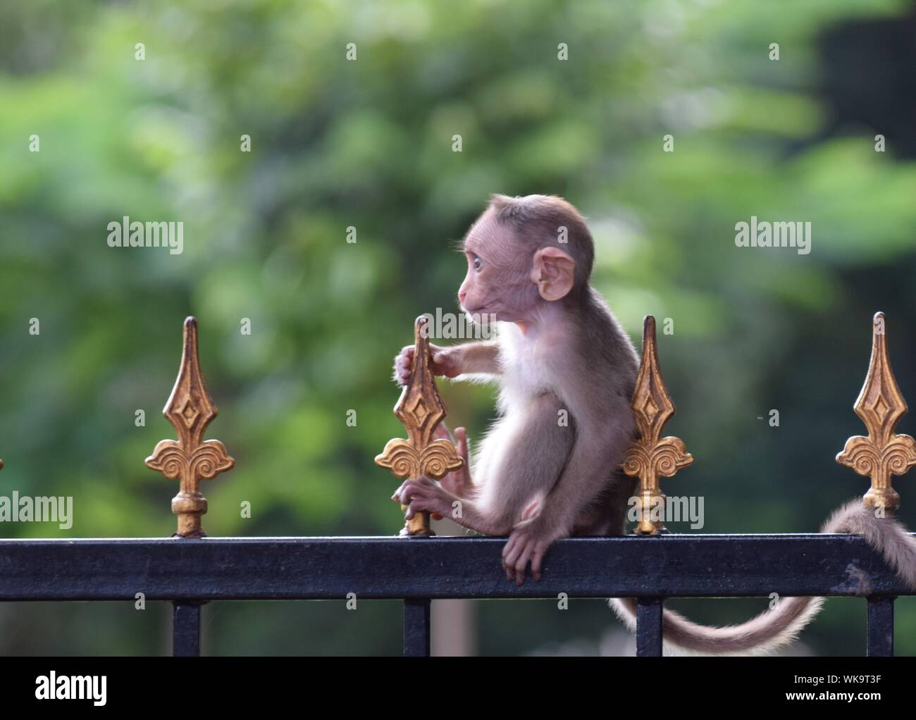 The monkey gate hi-res stock photography and images - Alamy