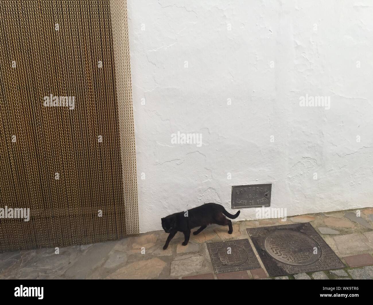 Cat Against White Wall Stock Photo - Alamy