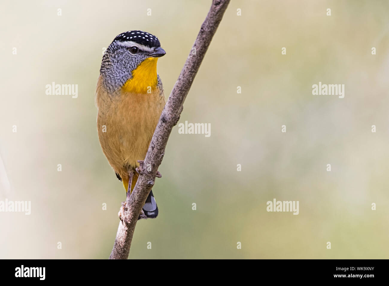 Spotted Pardalote (Pardalotus punctatus), Woodlands Historic Park ...