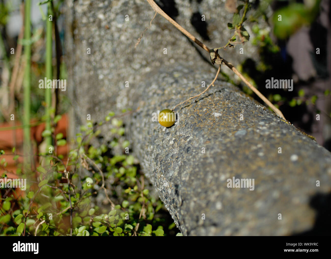 Trunk fruit hi-res stock photography and images - Alamy