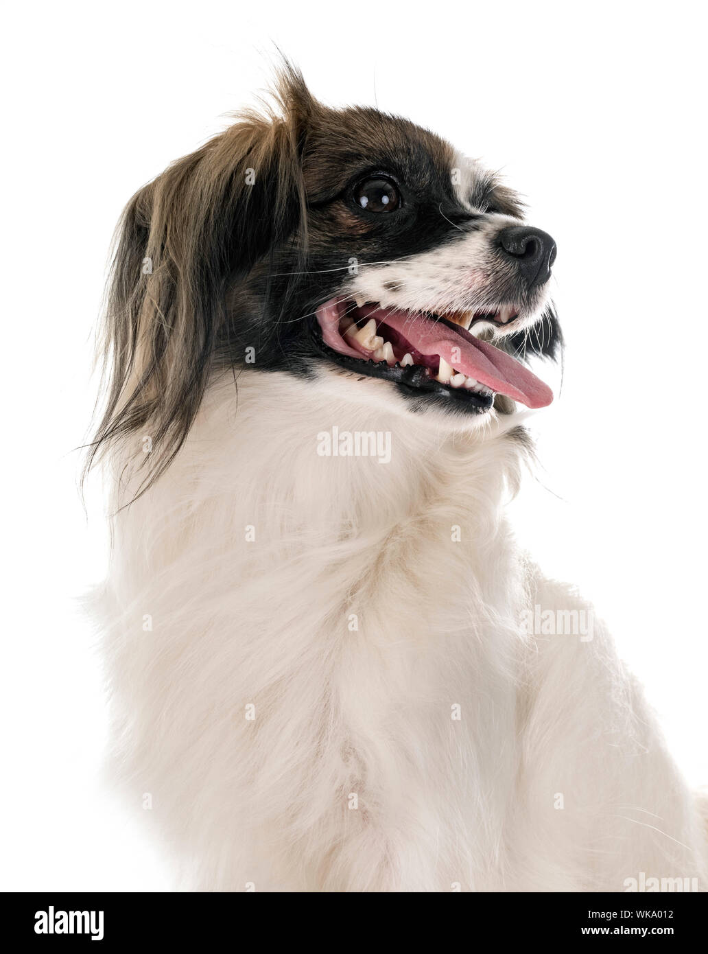 phalene papillon dog in front of white background Stock Photo - Alamy