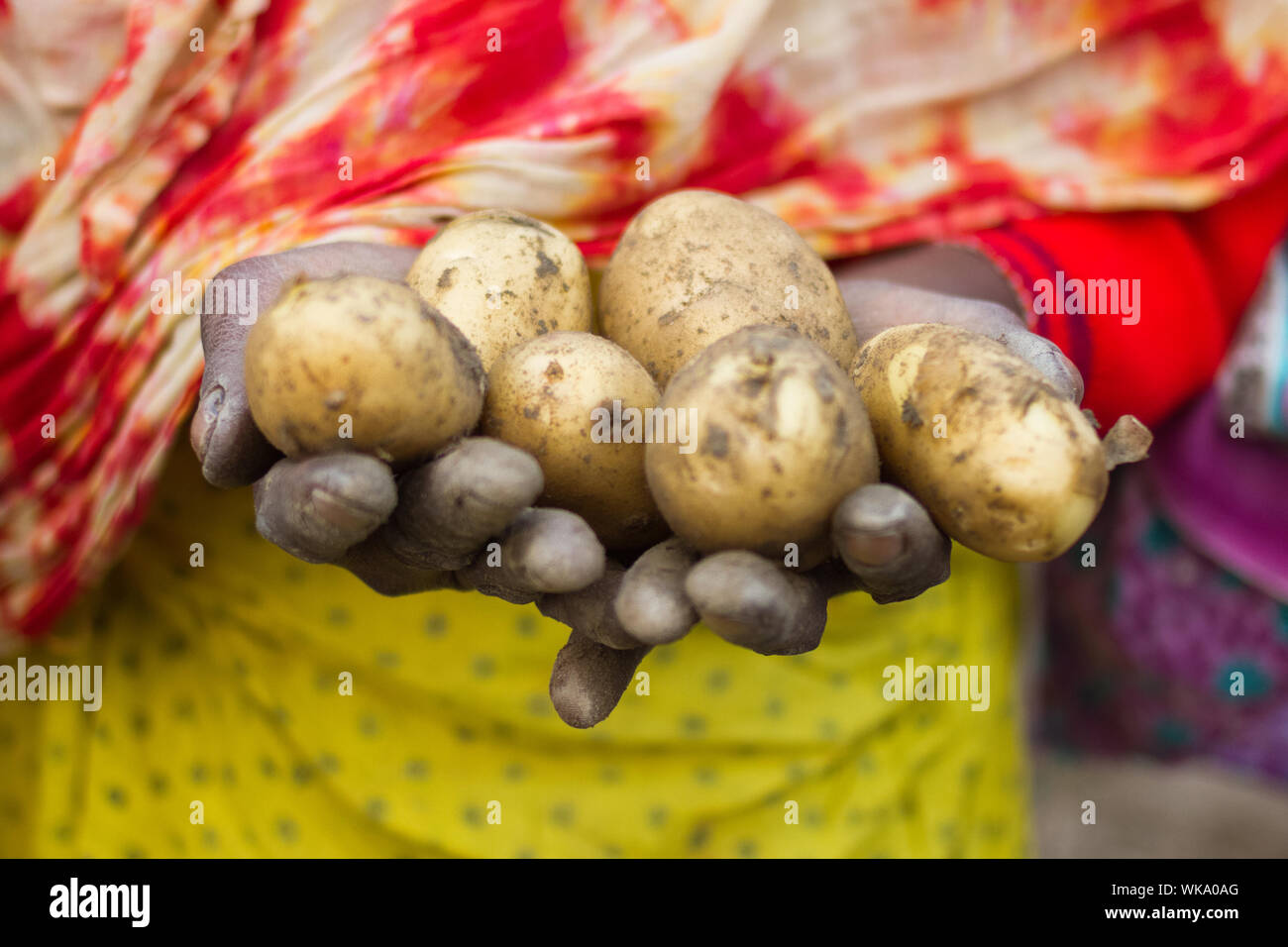 Hands holding potato hi-res stock photography and images - Alamy