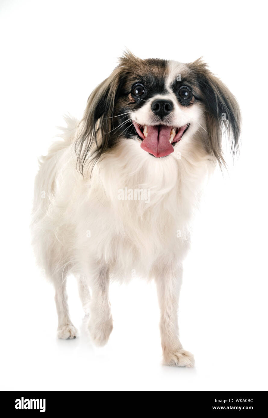 Phalene hi-res stock photography and images - Alamy