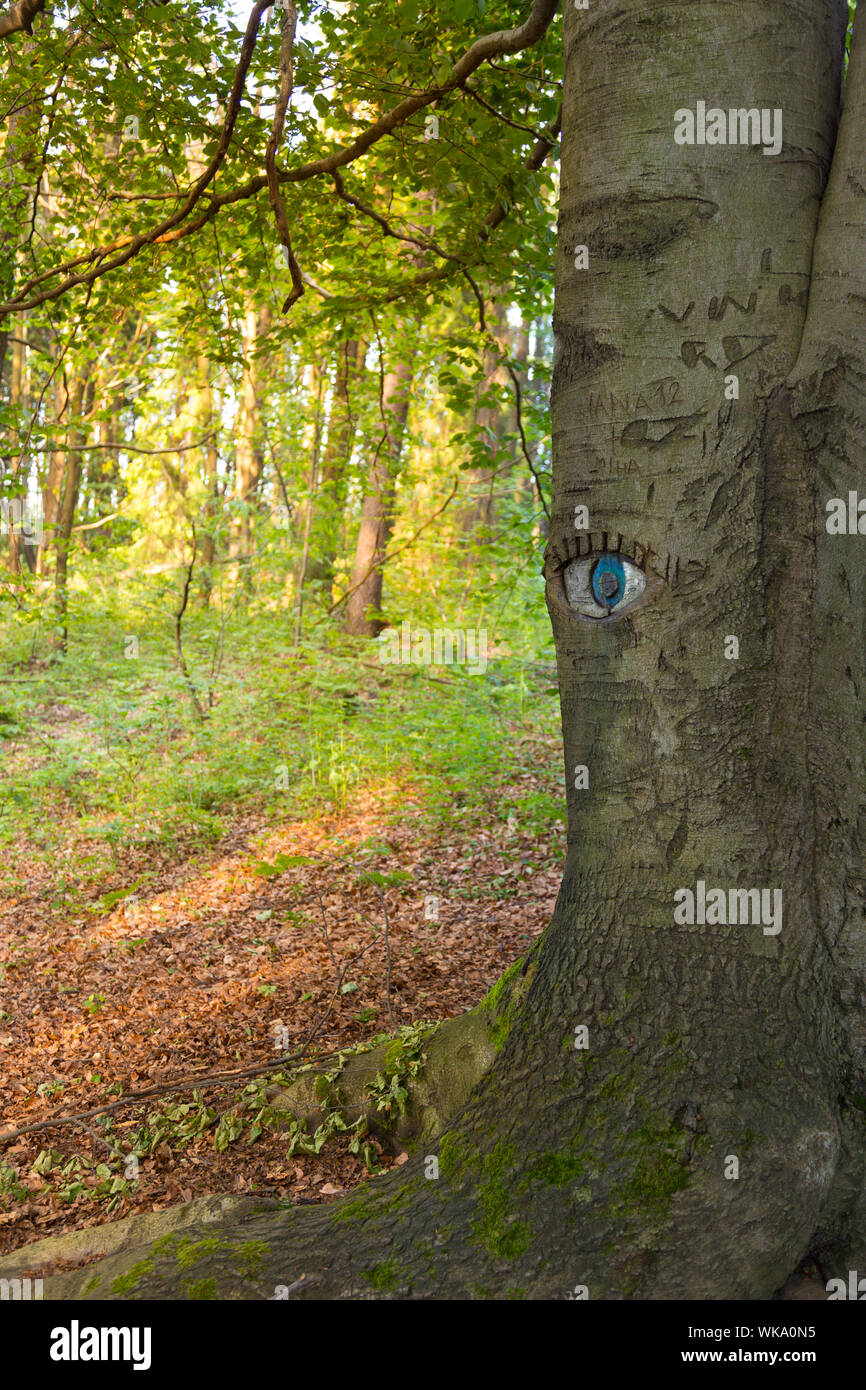 Eye carved in tree trunk in lush green forest Stock Photo - Alamy
