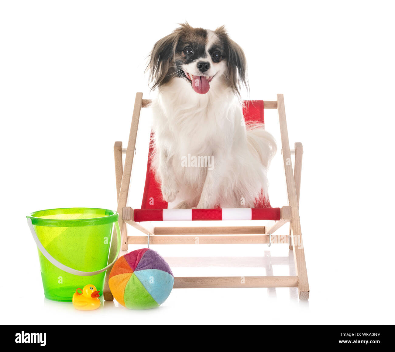 phalene papillon dog in front of white background Stock Photo - Alamy
