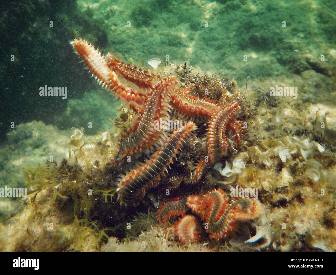 Centipedes and water hi-res stock photography and images - Alamy