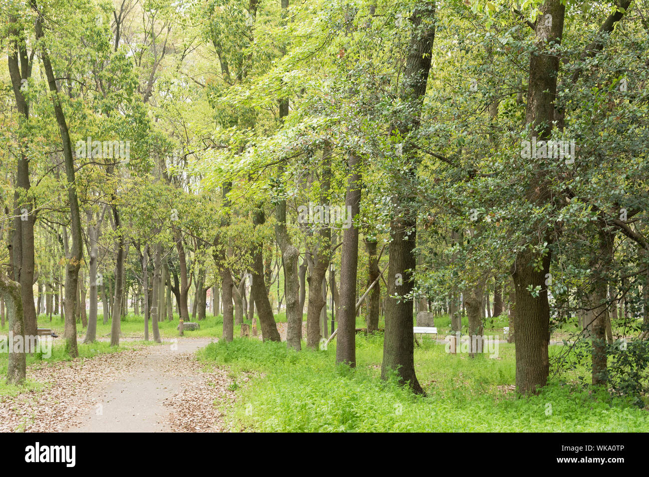 Park scenic with small path and leaves on ground in Osaka, Japan Stock ...