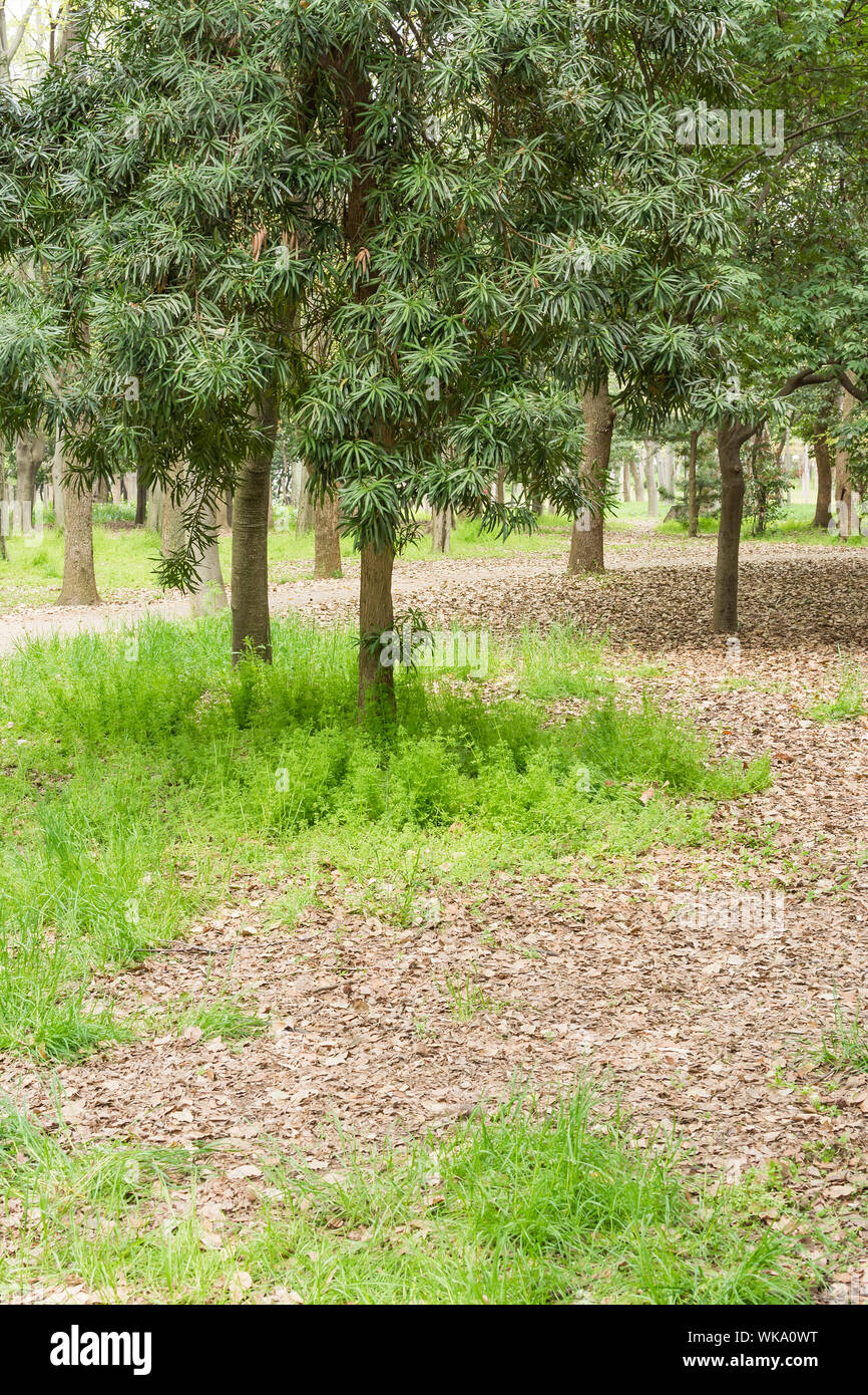 Park scenic with small path and leaves on ground in Osaka, Japan Stock ...