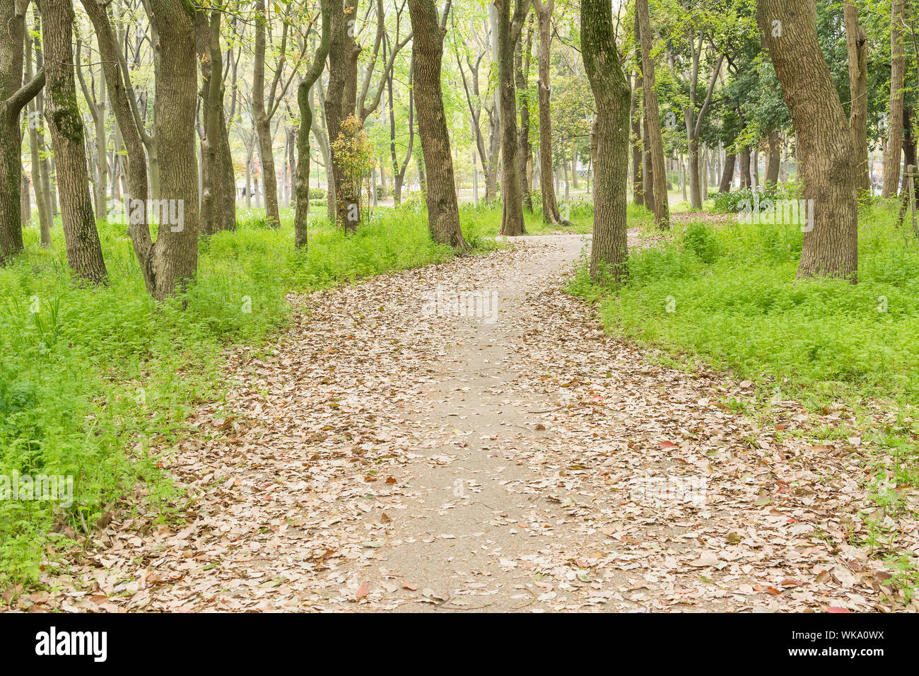 Park scenic with small path and leaves on ground in Osaka, Japan Stock ...