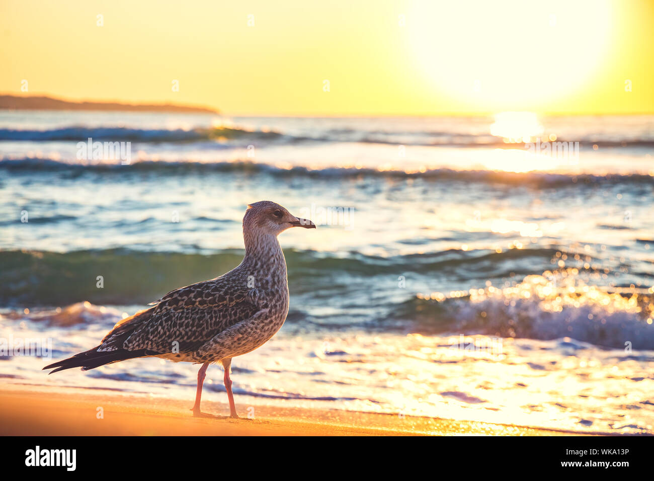 Seagull on the beach sand against the sea Stock Photo - Alamy