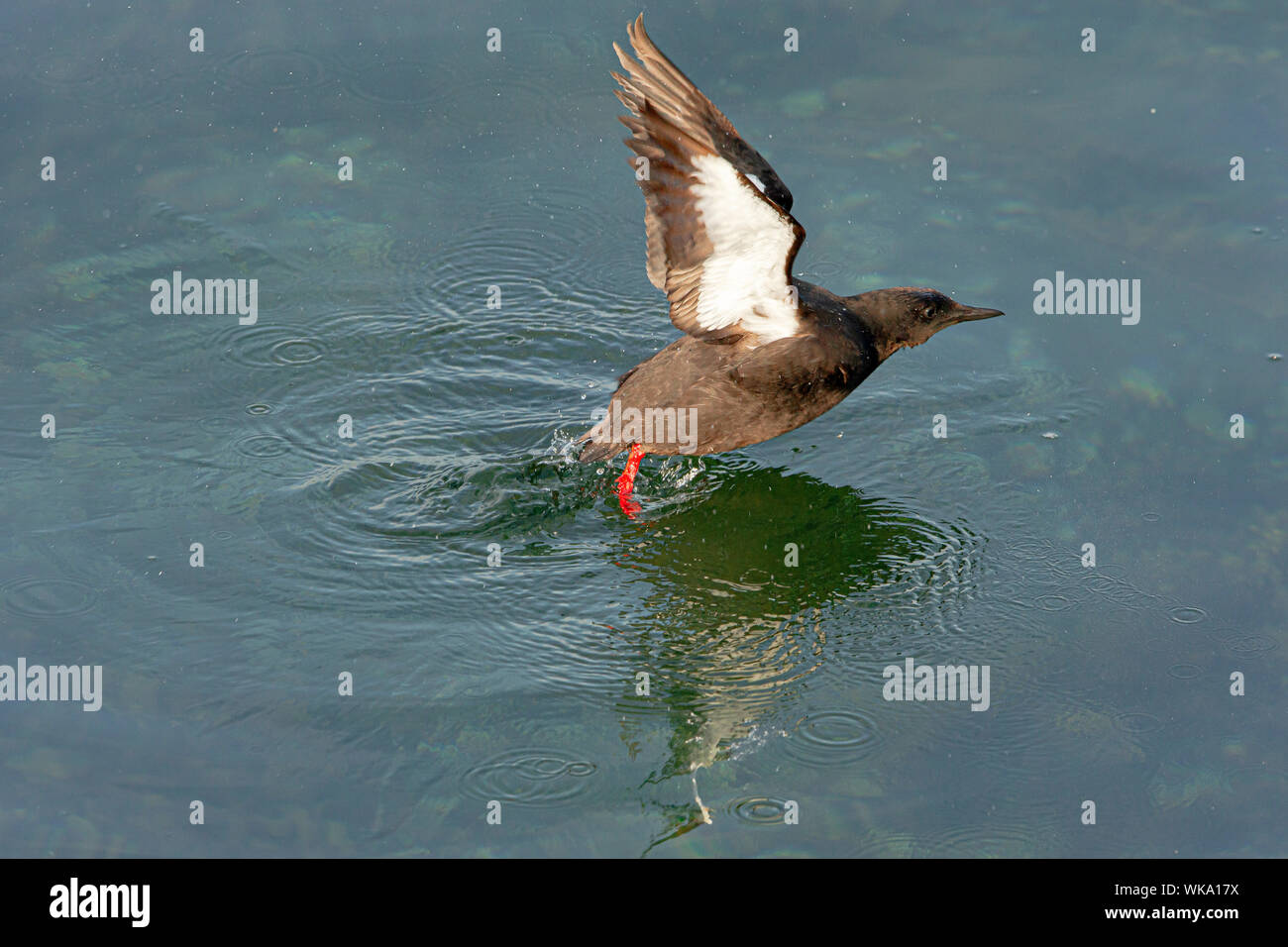 Black guillemot oban scotland hi-res stock photography and images - Alamy