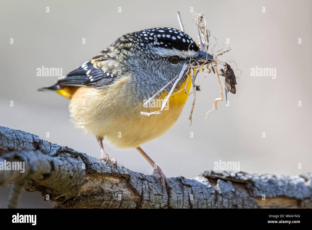 Spotted pardalote hi-res stock photography and images - Alamy