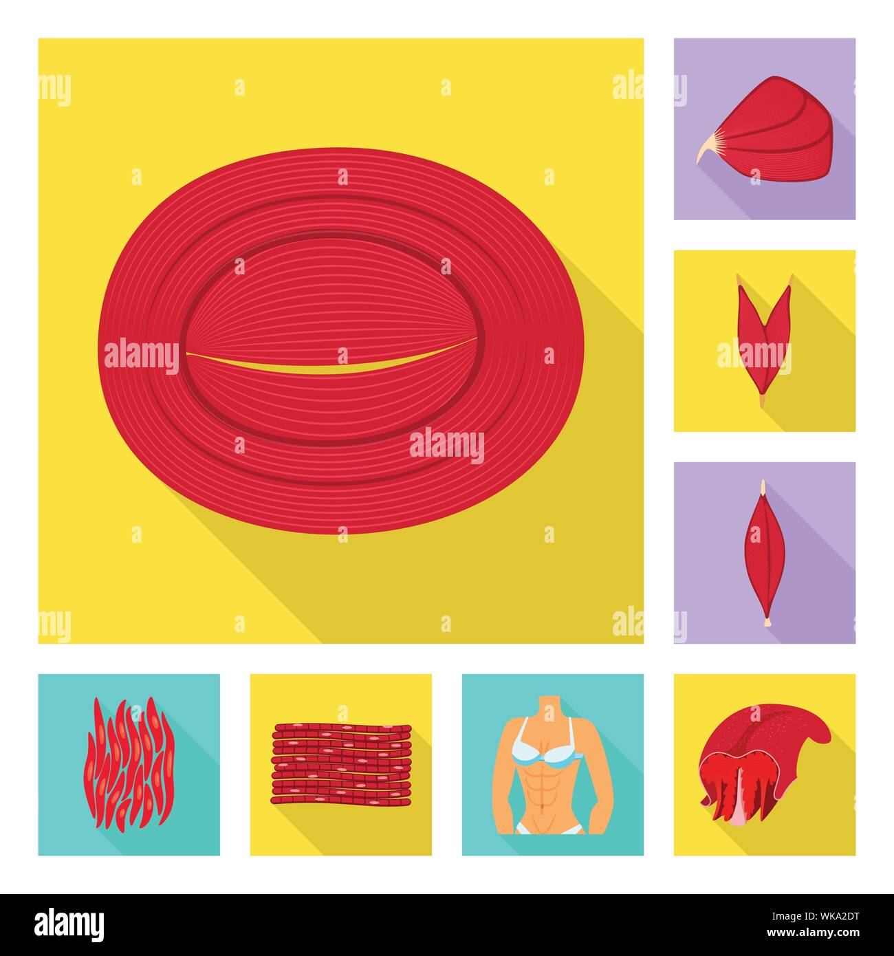 Isolated object of muscle and cells sign. Collection of muscle and ...