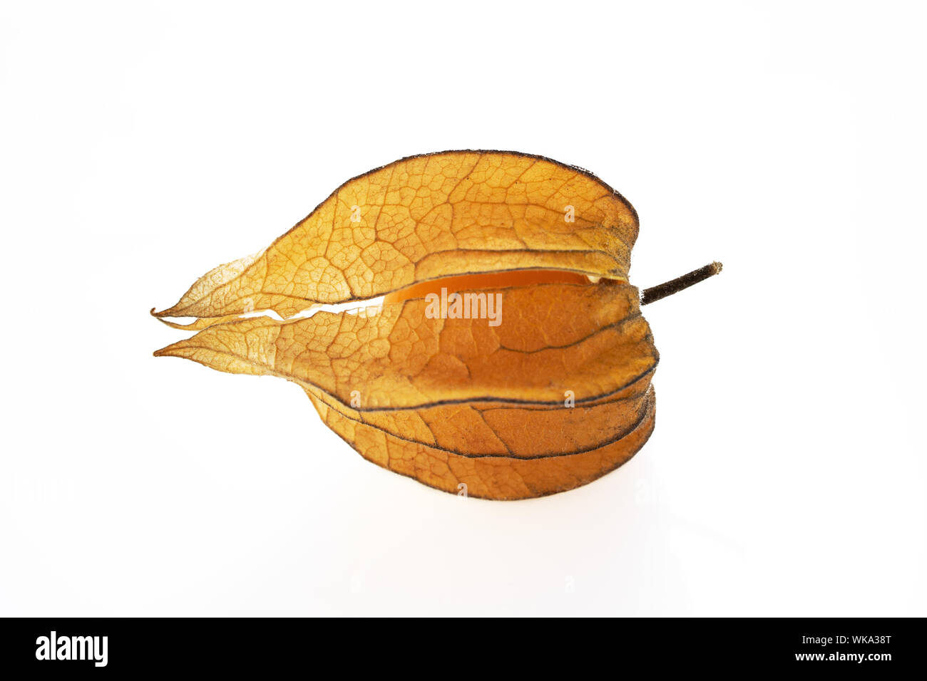 Physalis peruviana tropical fruit isolated on white background Stock ...
