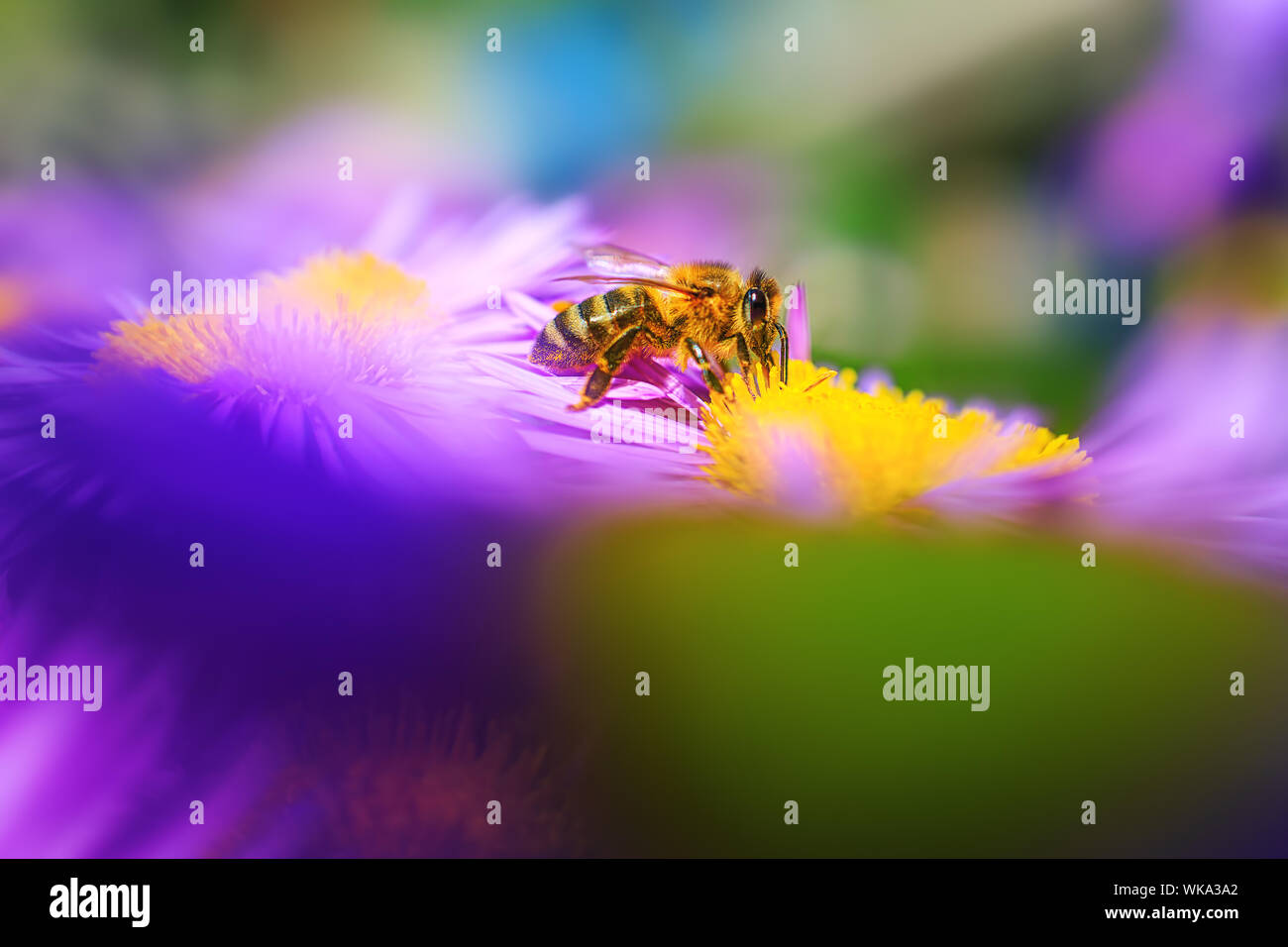 Honey bee on violet aster Stock Photo - Alamy