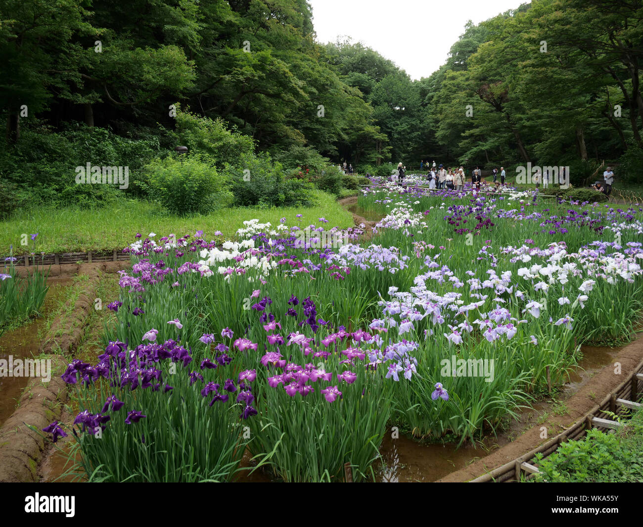 JAPAN - photo by Sean Sprague Meiji Jingu Shinto shrine and gardens ...