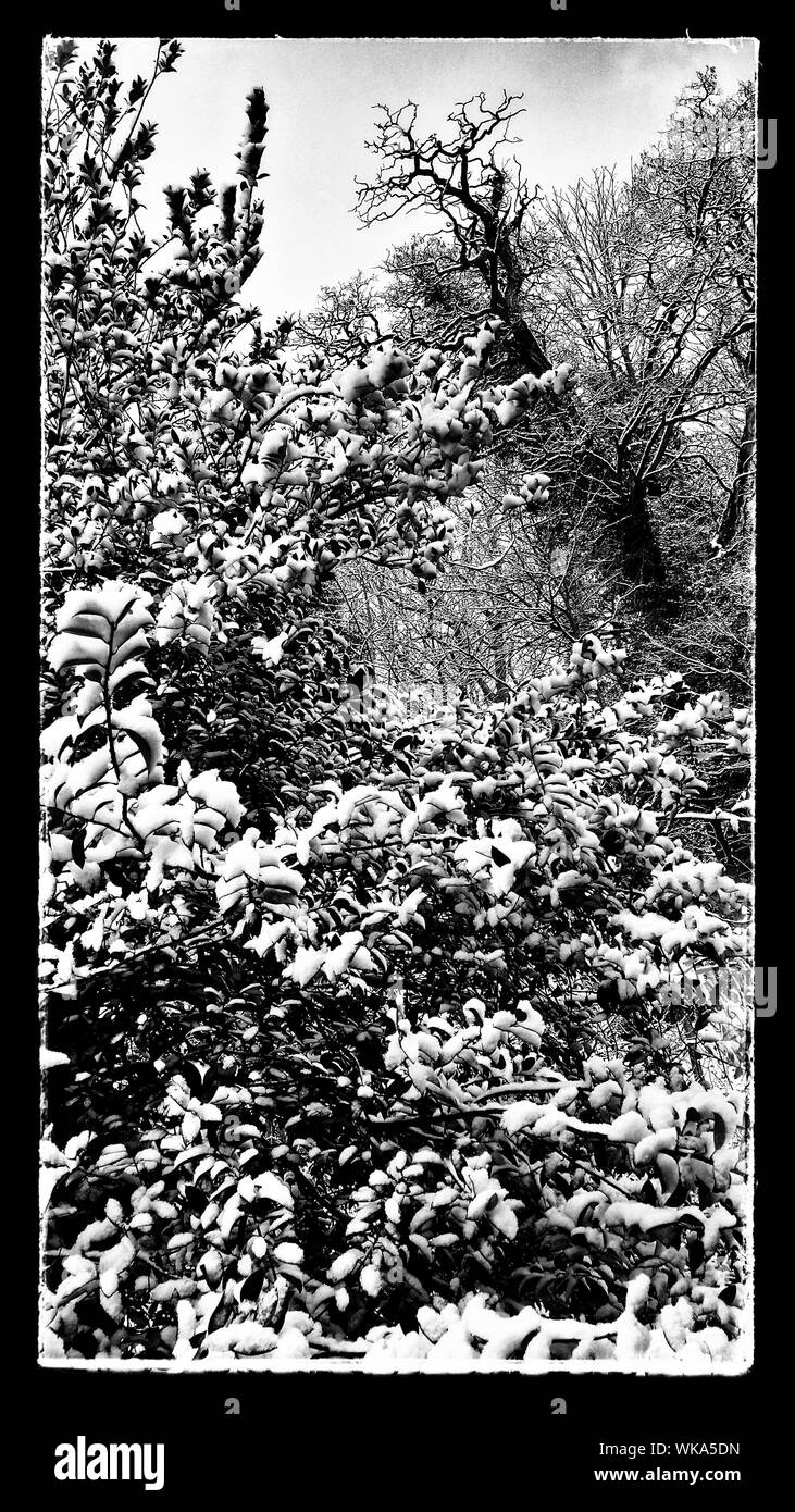 Snow bushes hi-res stock photography and images - Alamy