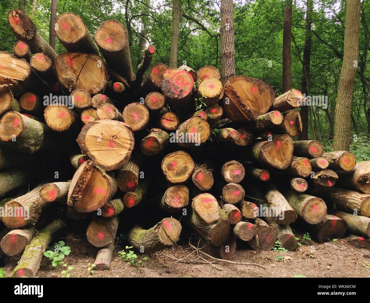 Tree trunks deforestation hi-res stock photography and images - Alamy