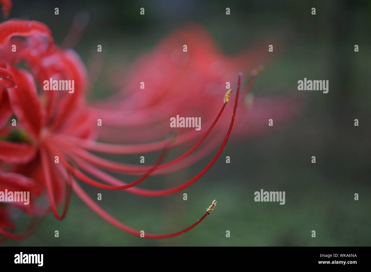 Red Spider Lily High Resolution Stock Photography and Images - Alamy