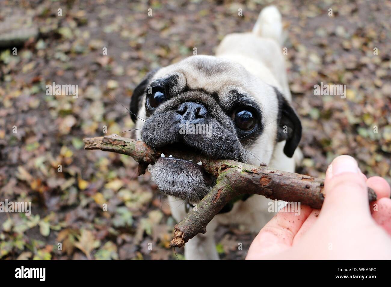 Puppy biting hand hi-res stock photography and images - Alamy