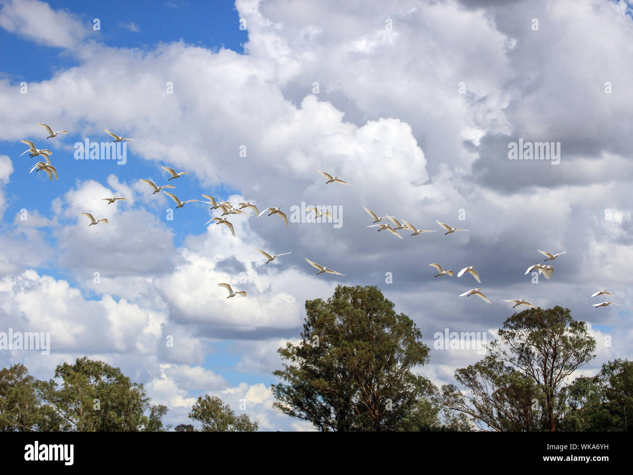 Flock of cattle egrets flying in cloudy sky above the trees Stock Photo ...