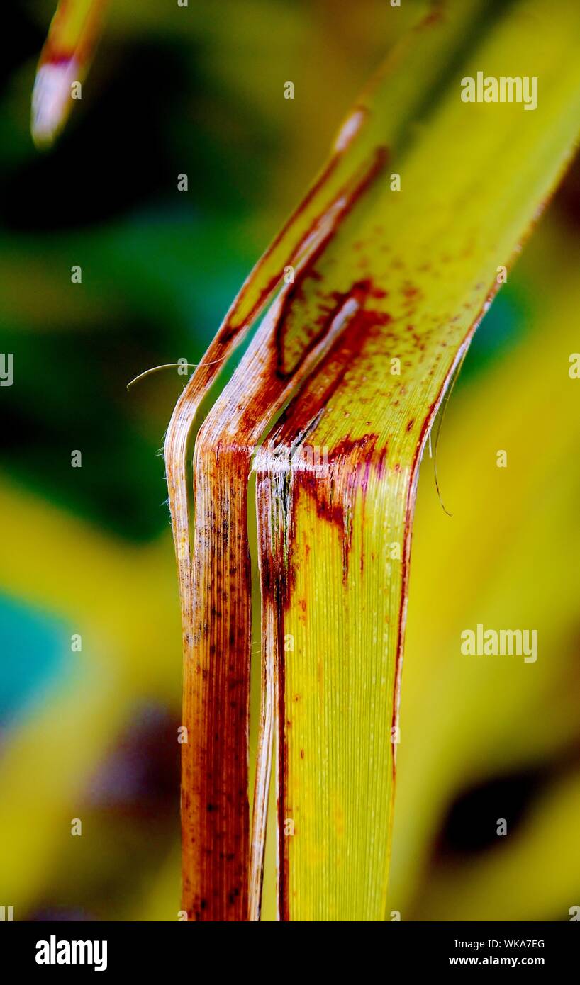 Damaged leaf hi-res stock photography and images - Alamy