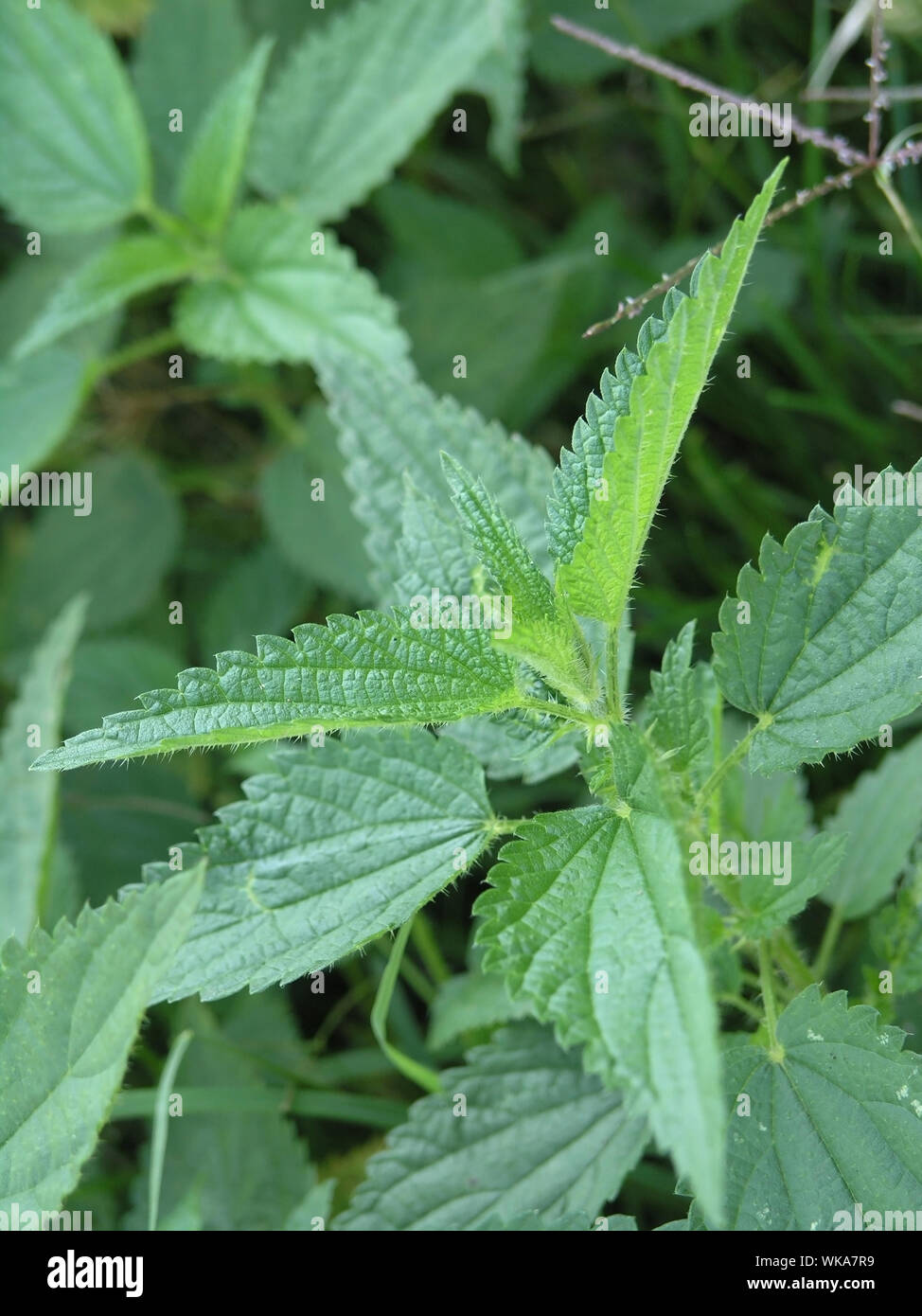Plants background - Nettle Stock Photo - Alamy