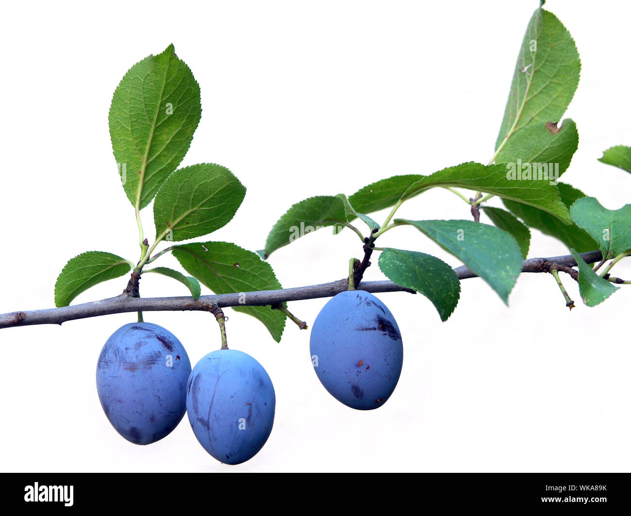 Plums branch isolated hi-res stock photography and images - Alamy