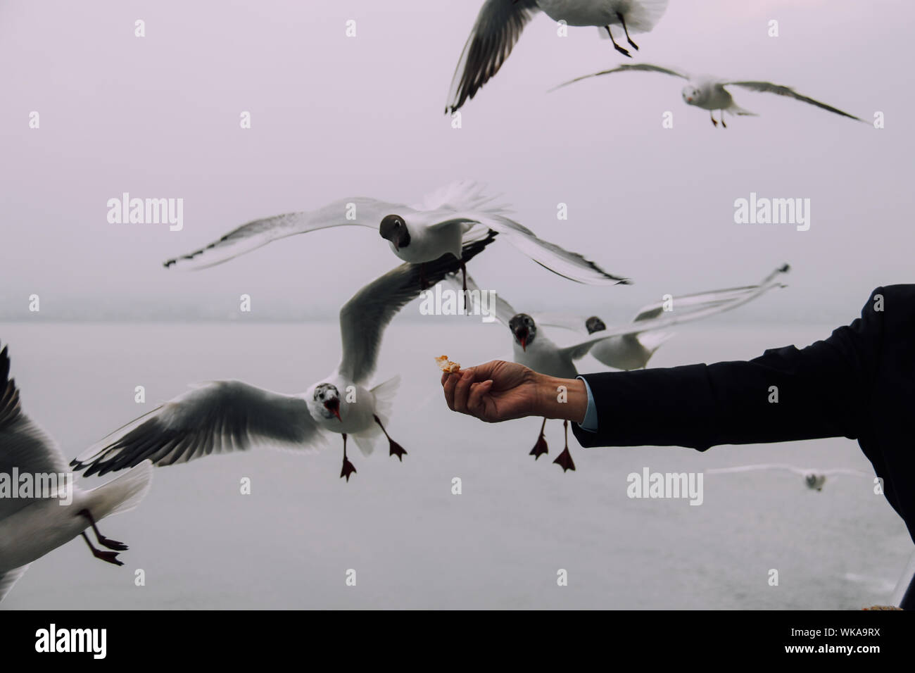 Man feeding seagulls hi-res stock photography and images - Alamy