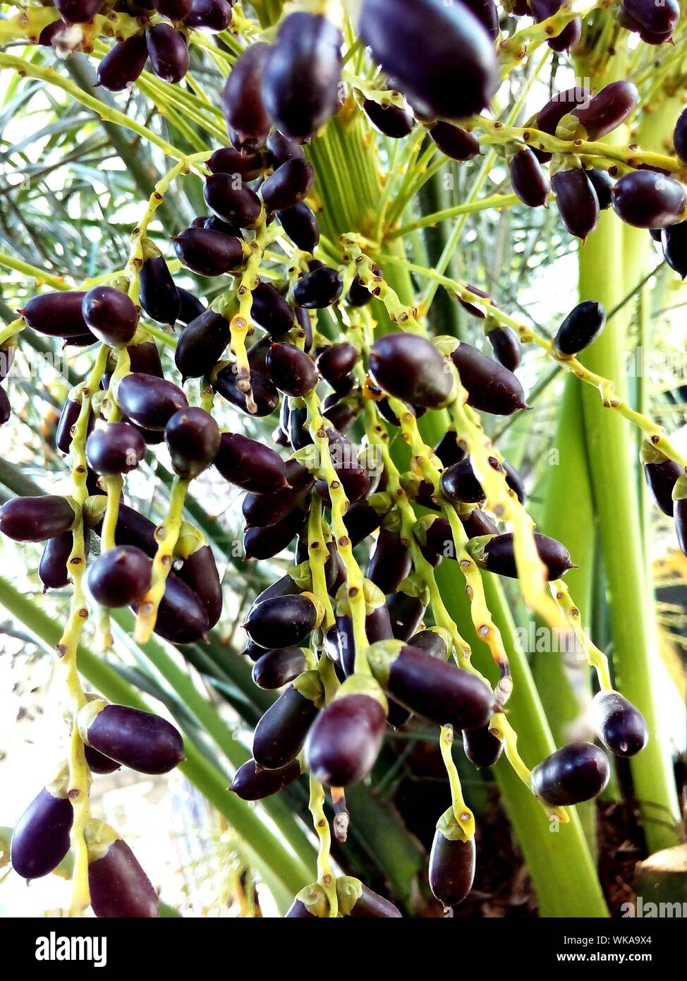 Dates tree growing hi-res stock photography and images - Alamy